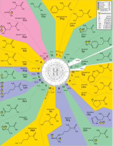 Codon Chart - Codon Table, mRNA Codon Chart, Amino Acids & RNA Wheel ...