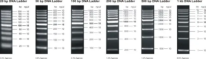 DNA Ladders - Definition, Types, Uses - Biology Notes Online