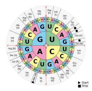 Codon Chart - Codon Table, mRNA Codon Chart, Amino Acids & RNA Wheel ...