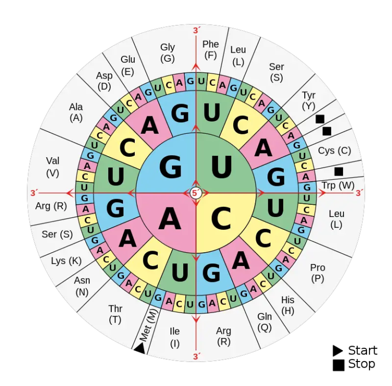 Codon Chart - Codon Table, mRNA Codon Chart, Amino Acids & RNA Wheel ...
