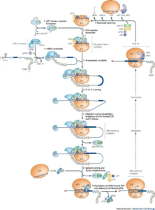 Mechanisms of Protein Synthesis Regulation in Eukaryotes Cells ...