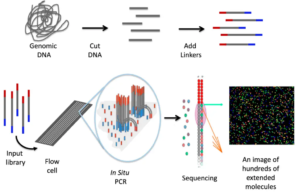 Next-Generation Sequencing (NGS)- Definition, Types, Applications ...