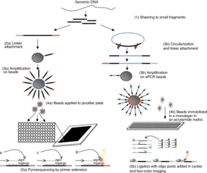 Next-Generation Sequencing (NGS)- Definition, Types, Applications ...