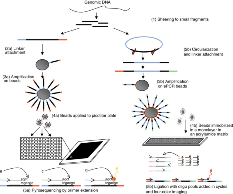 Next Generation Sequencing Ngs Definition Types Applications