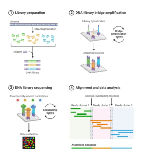 Next-Generation Sequencing (NGS)- Definition, Types, Applications ...