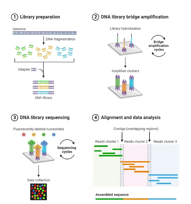 NIPT 니프티 검사와 NGS 기술 : 네이버 블로그