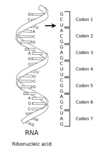 Codon Chart - Codon Table, mRNA Codon Chart, Amino Acids & RNA Wheel ...