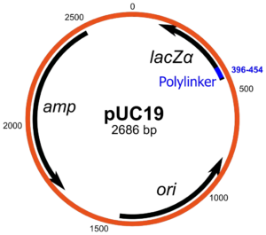 Vector - Definition, Examples, Characteristics, Types, Applications ...