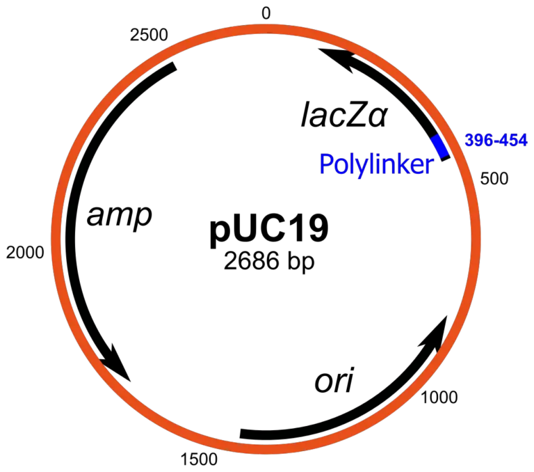 Vector - Definition, Examples, Characteristics, Types, Applications ...