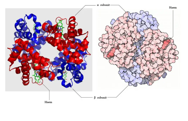 Hemoglobin - Definition, Structure and Function - Biology Notes Online
