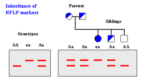 Restriction Fragment Length Polymorphism (RFLP) - Biology Notes Online