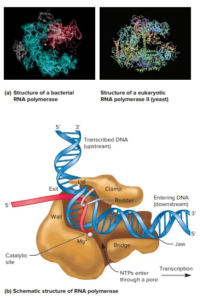 Eukaryotic Transcription - Biology Notes Online