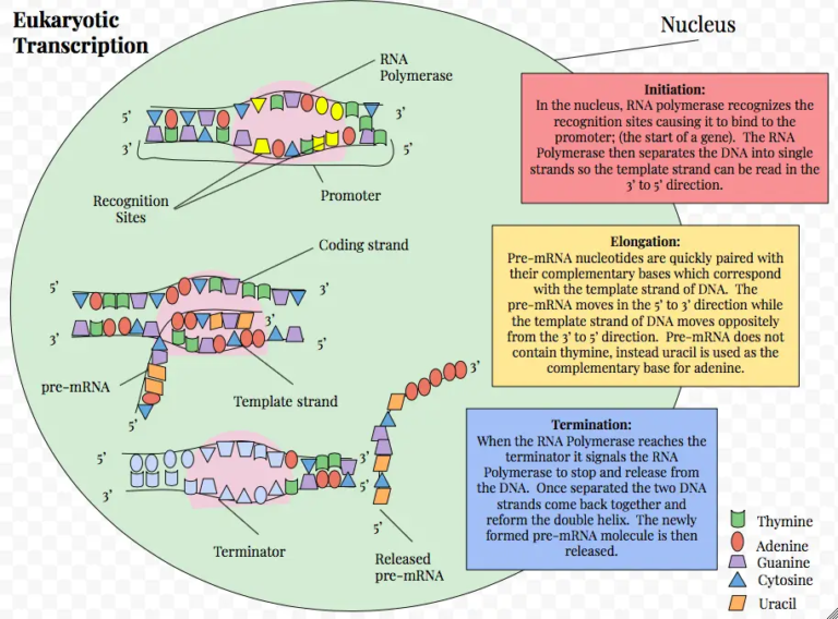 Eukaryotic Transcription - Biology Notes Online