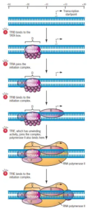 Eukaryotic Transcription - Biology Notes Online