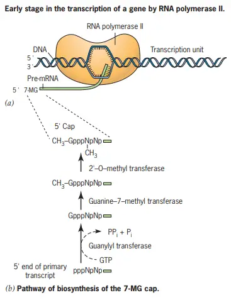 Eukaryotic Transcription - Biology Notes Online