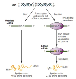 Eukaryotic Transcription - Biology Notes Online