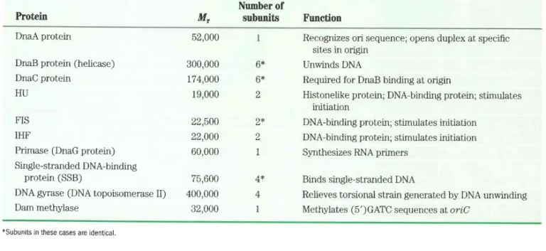 Prokaryotic DNA Replication - Enzymes, Steps - Biology Notes Online