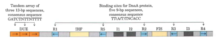 Prokaryotic DNA Replication - Enzymes, Steps - Biology Notes Online
