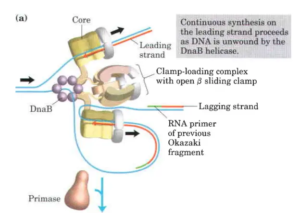 Prokaryotic DNA Replication - Enzymes, Steps - Biology Notes Online
