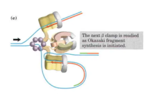 Prokaryotic DNA Replication - Enzymes, Steps - Biology Notes Online