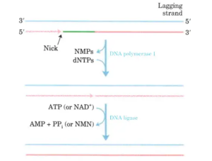 Prokaryotic DNA Replication - Enzymes, Steps - Biology Notes Online