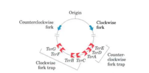Prokaryotic DNA Replication - Enzymes, Steps - Biology Notes Online