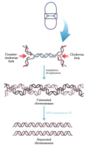 Prokaryotic DNA Replication - Enzymes, Steps - Biology Notes Online