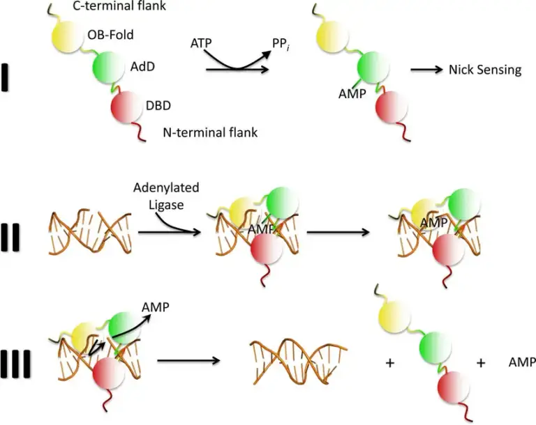 Prokaryotic DNA Replication - Enzymes, Steps - Biology Notes Online Prokaryotic DNA Replication - Enzymes, Steps - Biology Notes Online