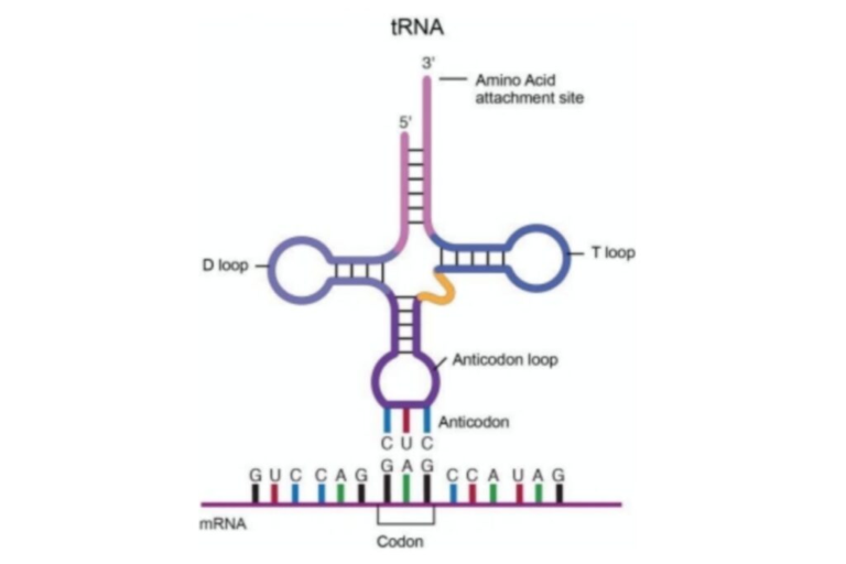 Types Of RNA With Structure And Functions - Biology Notes Online