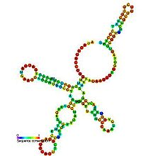 Rna Definition Types Structure And Functions Biology Edu Care