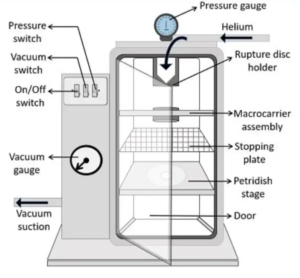 Microprojectile Bombardment - Definition, Components, Steps ...