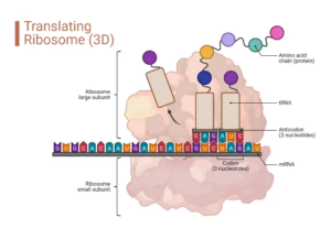 Protein Synthesis (Translation)- Definition, Steps, Sites, Machinery ...