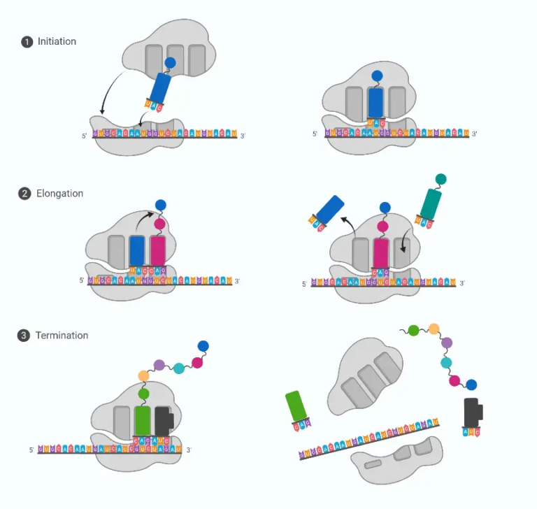 Protein Synthesis (Translation)- Definition, Steps, Sites, Machinery ...