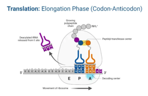 Protein Synthesis (Translation)- Definition, Steps, Sites, Machinery ...