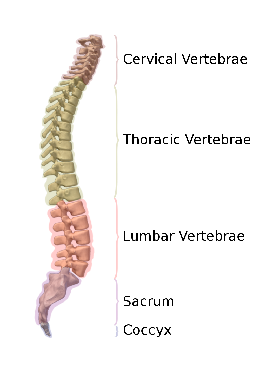 Vertebra - Definition, Structure, Development - Biology Notes Online