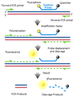 TaqMan Probe - Definition, Principle, Applications - Biology Notes Online