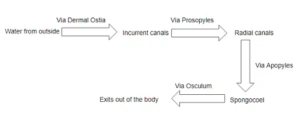 Sycon - Anatomy, Diagram, Habitat, Nutrition, Reproduction - Biology ...