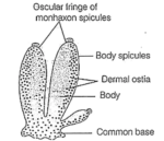 Sycon - Anatomy, Diagram, Habitat, Nutrition, Reproduction - Biology ...