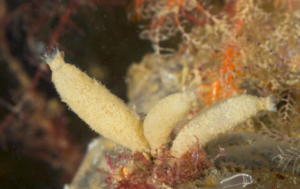 Sycon - Anatomy, Diagram, Habitat, Nutrition, Reproduction - Biology ...