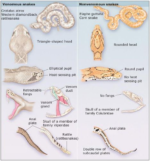 Differences Between Poisonous And Non-poisonous Snakes - Biology Notes ...