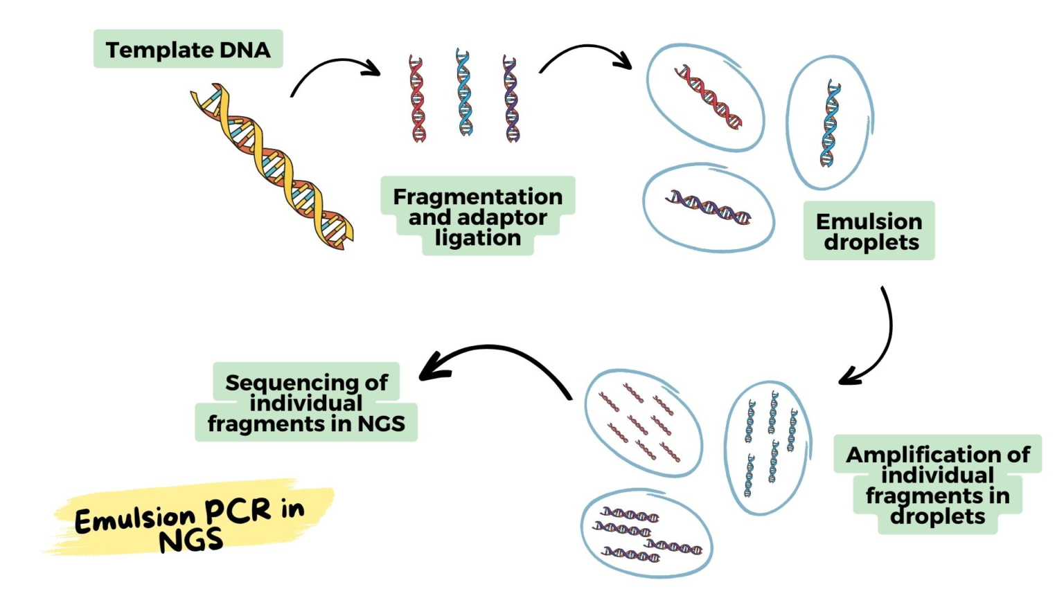 Emulsion PCR - Principle, Procedure, Advantages, Limitations, Uses ...