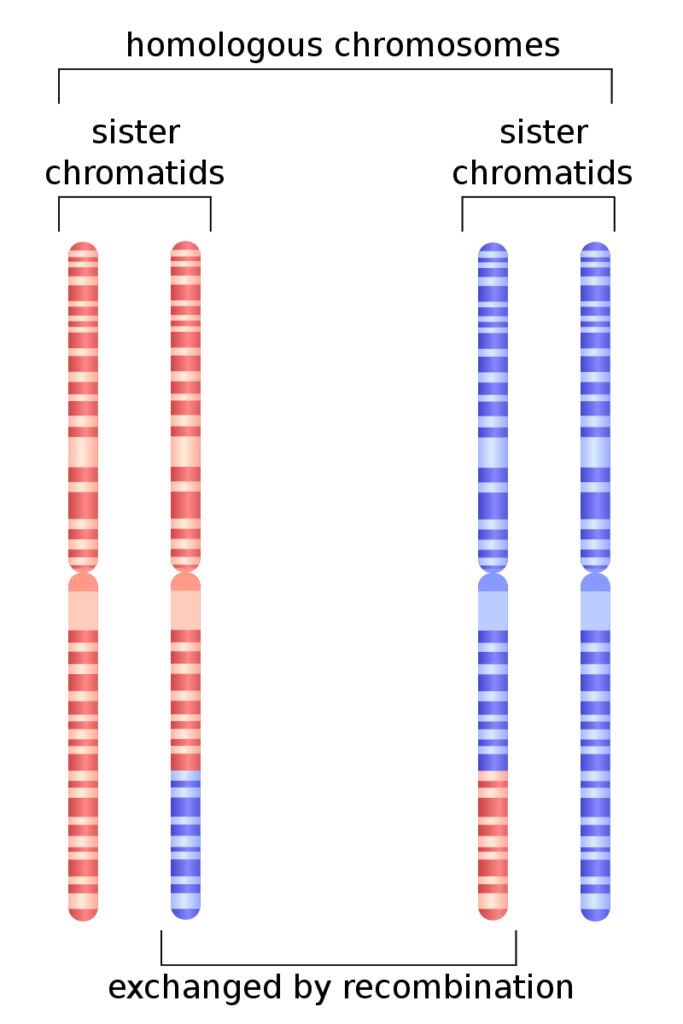 Homologous Chromosomes Phelanphys3e_ch6
