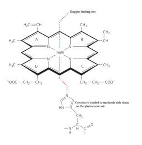 Hemoglobin - Definition, Structure and Function - Biology Notes Online