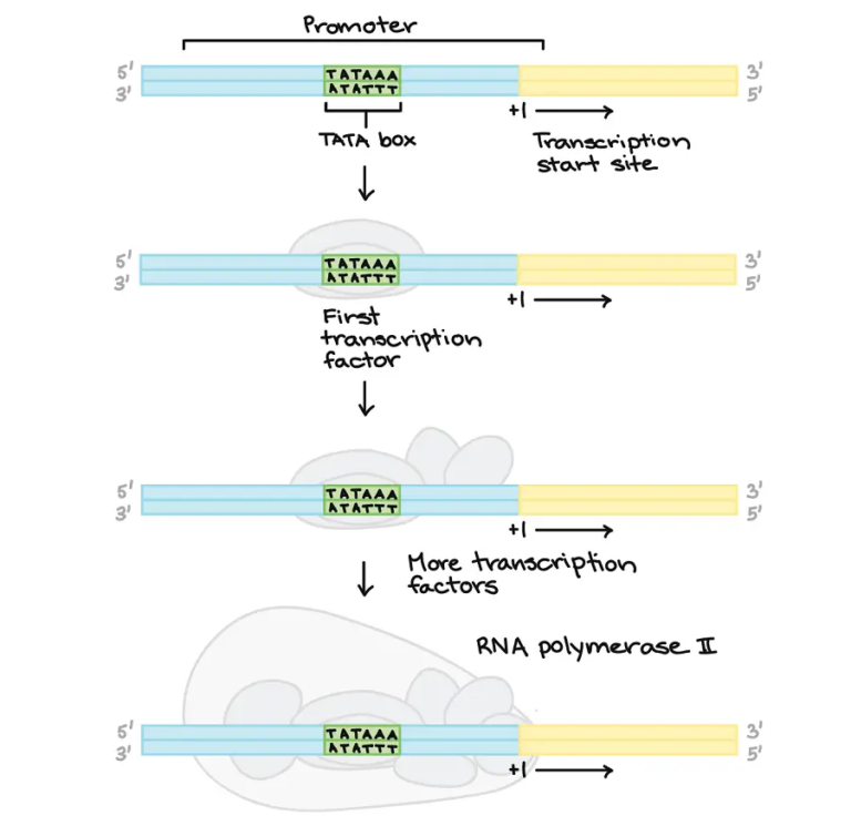 Transcription (RNA Synthesis) - Definition, Diagram, Steps, Inhibitors ...
