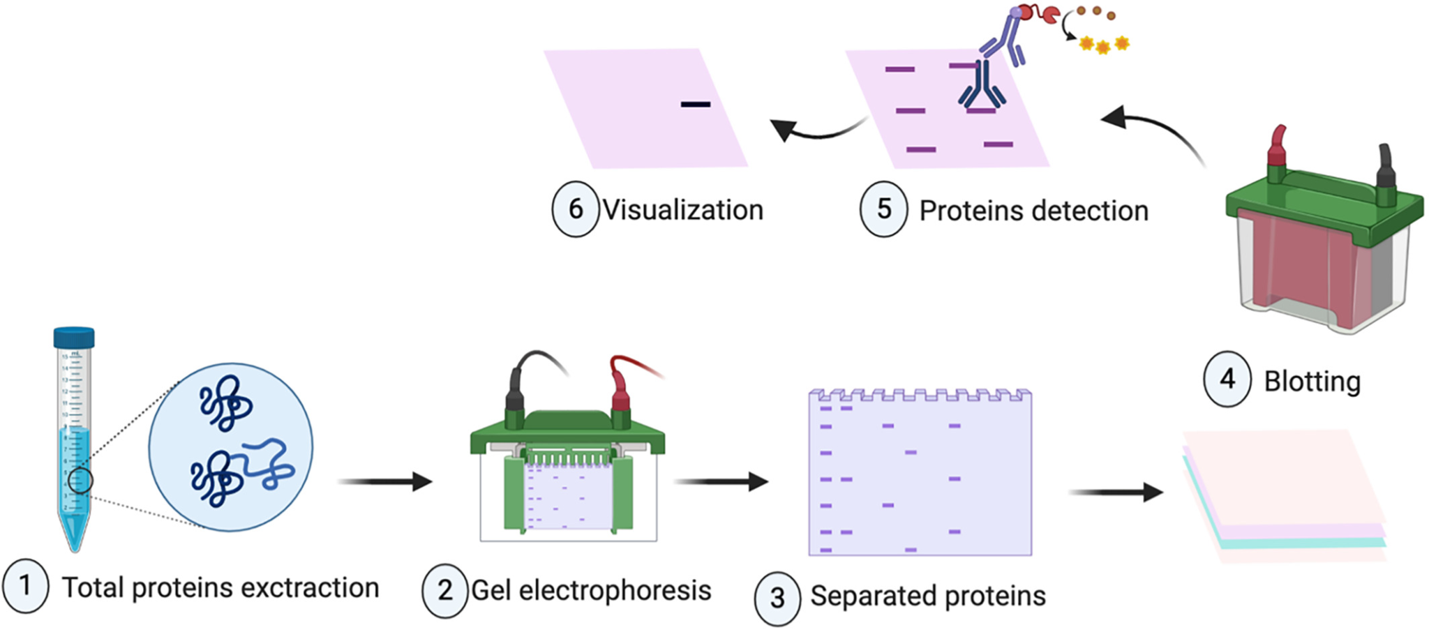 Western Blot - Steps, Principle, Result, Applications - Biology Notes ...