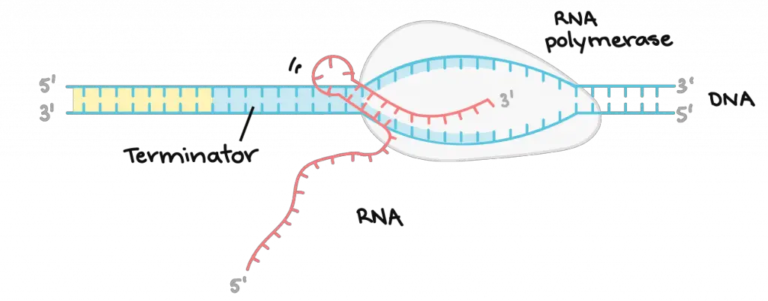 Transcription (RNA Synthesis) - Definition, Diagram, Steps, Inhibitors, Importance - Biology ...