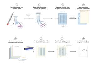 Southern Blot - Definition, Principle, Steps, Importance - Biology ...