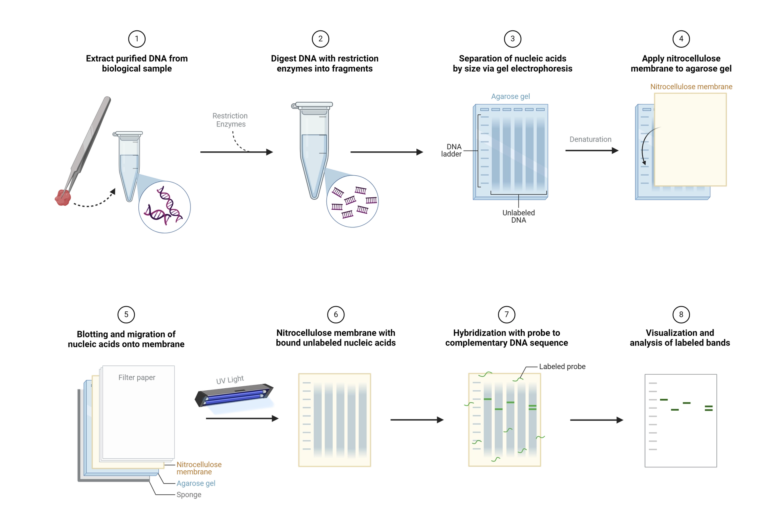 Southern Blot - Definition, Principle, Steps, Importance - Biology ...