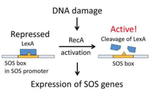 SOS Repair - SOS Response In Bacteria - Biology Notes Online