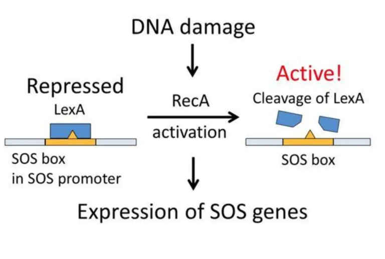 SOS Repair - SOS Response in Bacteria - Biology Notes Online